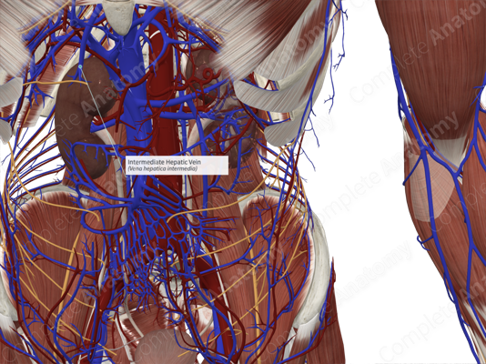 Hepatic Vein - an overview | ScienceDirect Topics