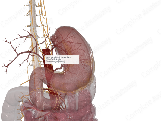 Chest - an overview | ScienceDirect Topics