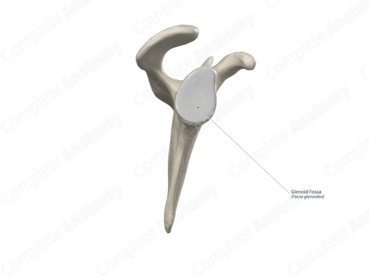 Glenoid Cavity - an overview | ScienceDirect Topics