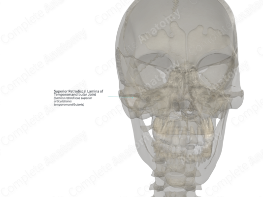 Temporomandibular Joint - an overview | ScienceDirect Topics