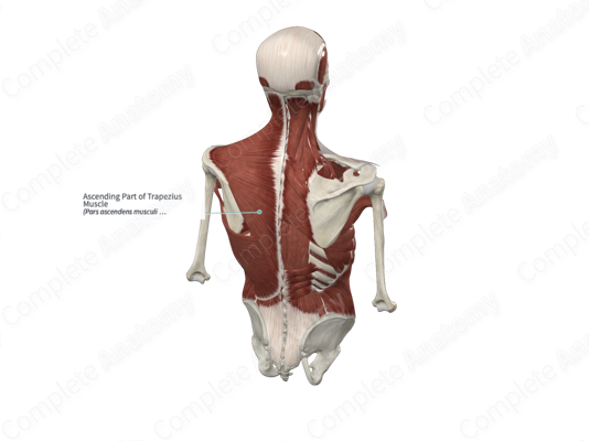Trapezius Muscle - an overview | ScienceDirect Topics