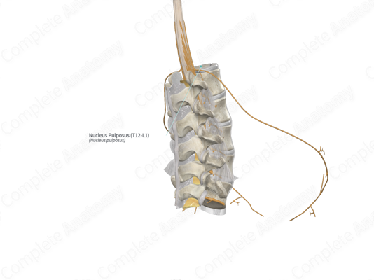 Nucleus Pulposus - an overview | ScienceDirect Topics