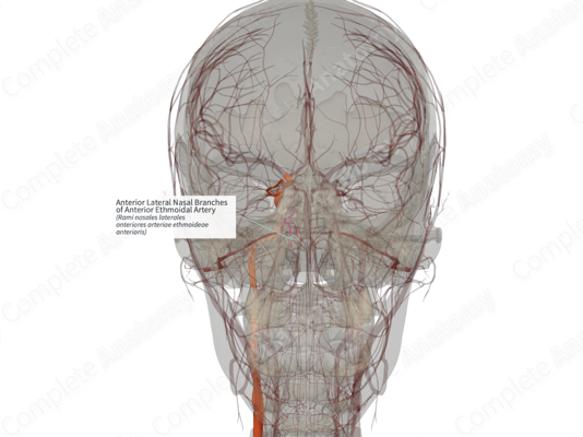 Anterior Ethmoidal Artery - an overview | ScienceDirect Topics
