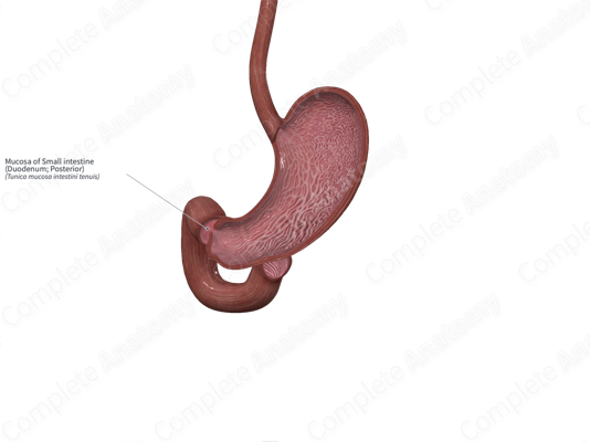 Small Intestine Mucosa - an overview | ScienceDirect Topics