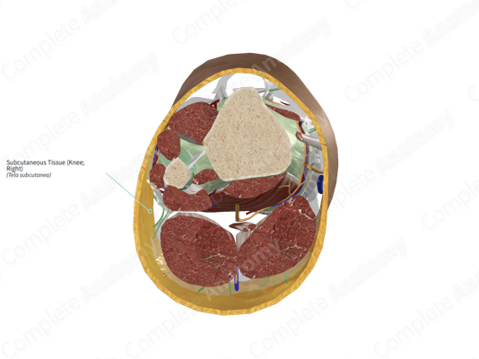 Subcutaneous Tissue - an overview | ScienceDirect Topics