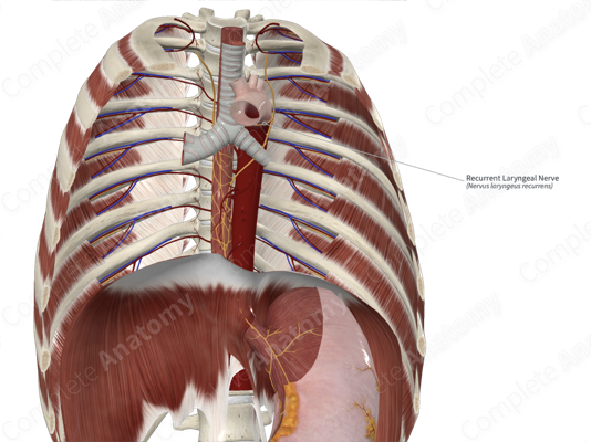 Recurrent Laryngeal Nerve - an overview | ScienceDirect Topics