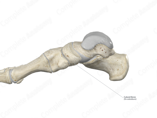 Cuboid Bone Anatomy Foot Bone Anatomy: Overview, Tarsal Bones Gross