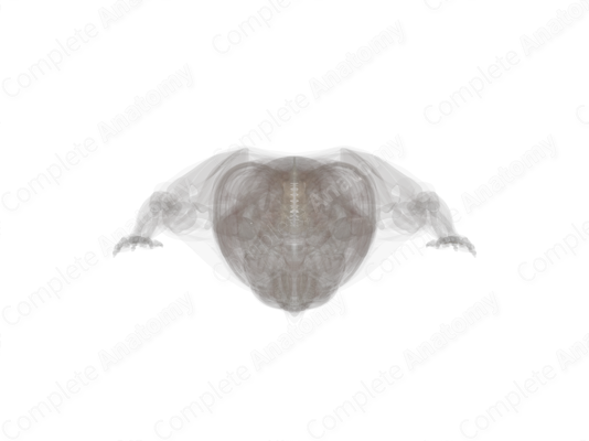 Posterior Longitudinal Ligament - an overview | ScienceDirect Topics