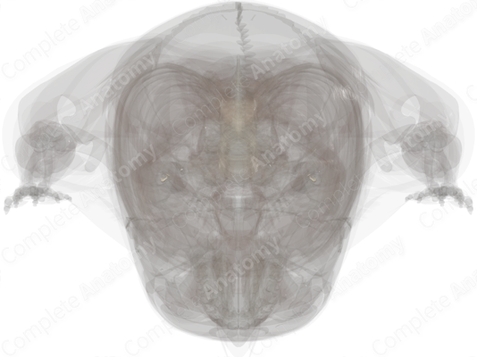 Auditory Ossicle - an overview | ScienceDirect Topics