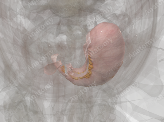 Peritoneum - an overview | ScienceDirect Topics