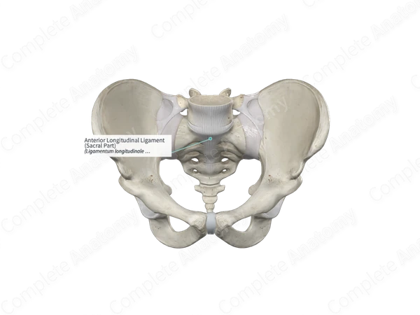Anterior Longitudinal Ligament (Sacral Part) | Complete Anatomy