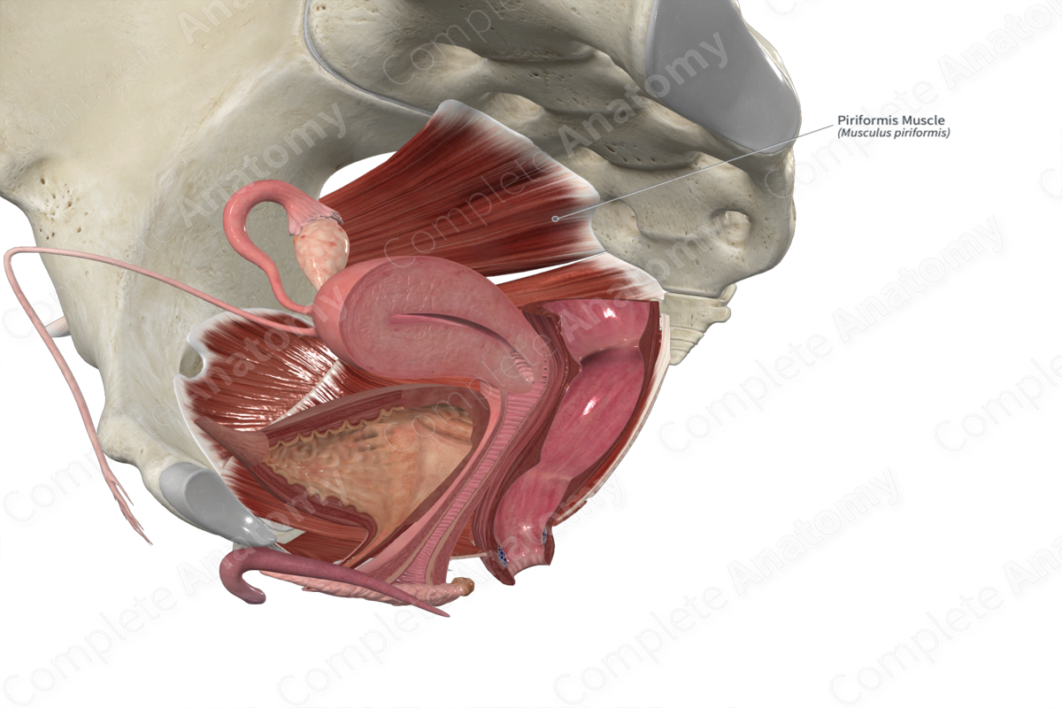 Piriformis Muscle Complete Anatomy