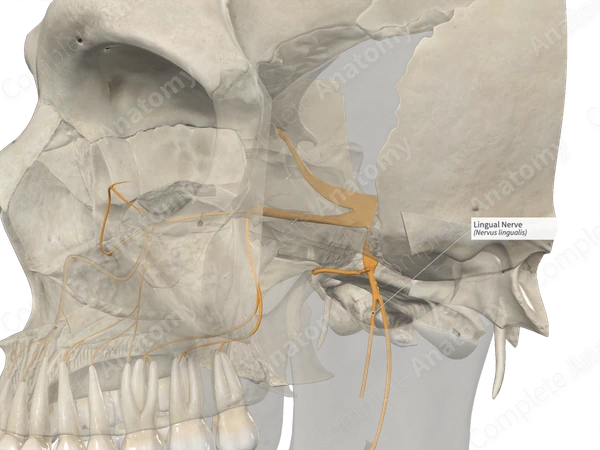 Lingual Nerve | Complete Anatomy