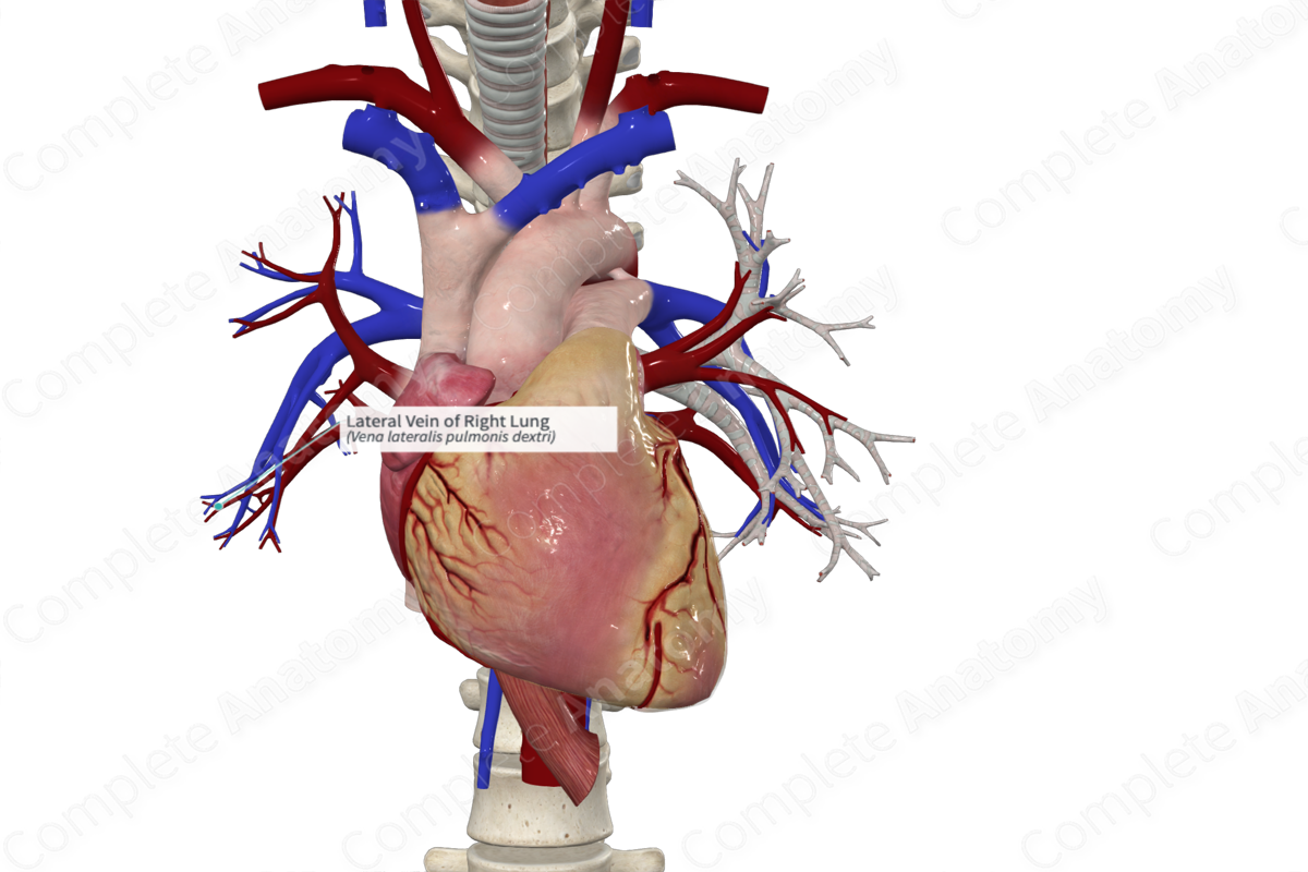 Lateral Vein Of Right Lung Complete Anatomy