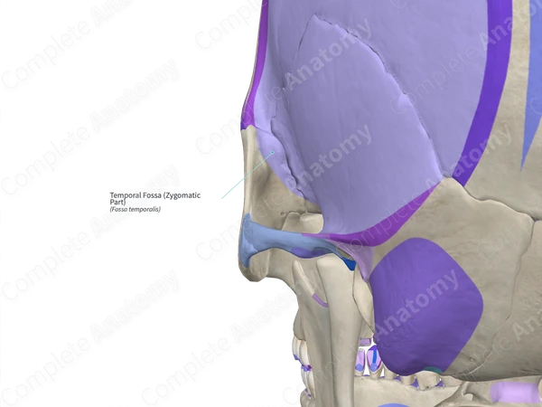 Temporal Fossa (Zygomatic Part) | Complete Anatomy