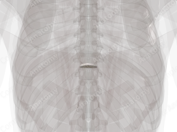 Intervertebral Disc (T9-T10) | Complete Anatomy