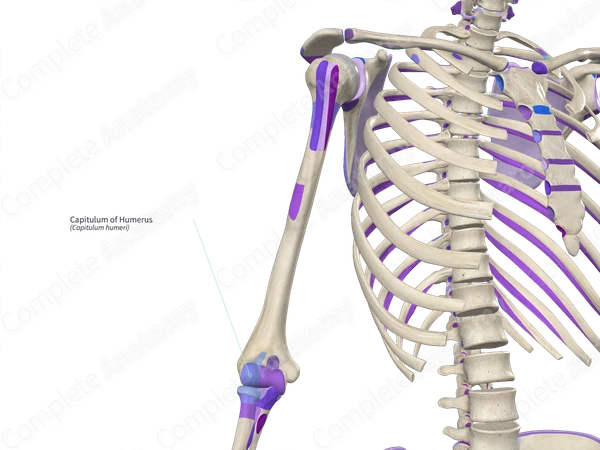 Capitulum of Humerus | Complete Anatomy