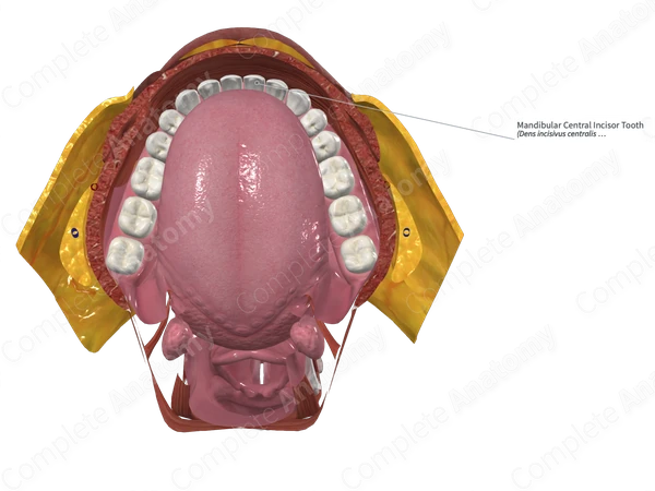 Mandibular Central Incisor Tooth | Complete Anatomy