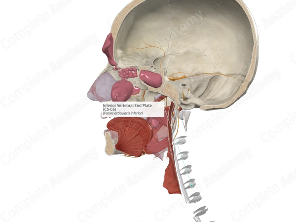 Inferior Vertebral End Plate (C5-C6) | Complete Anatomy