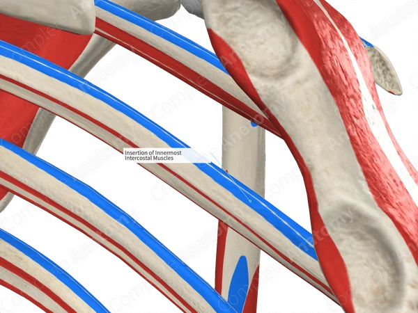 Insertion of Innermost Intercostal Muscles | Complete Anatomy