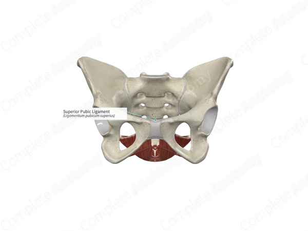 Superior Pubic Ligament | Complete Anatomy
