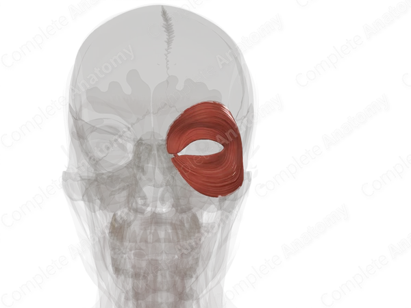 Orbicularis Oculi Muscle (Left) | Complete Anatomy