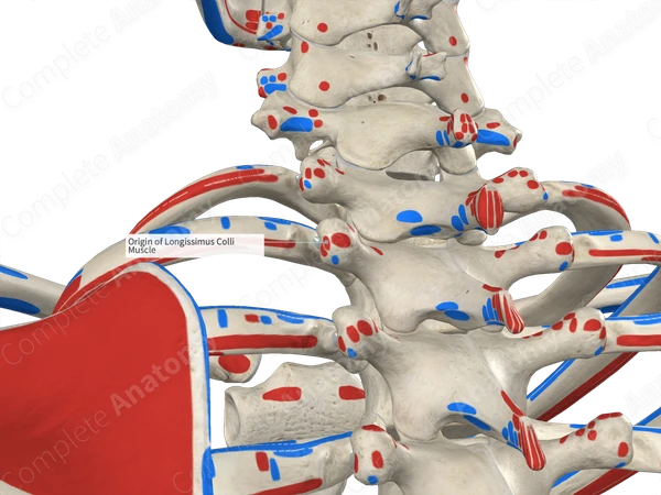Origin of Longissimus Colli Muscle | Complete Anatomy