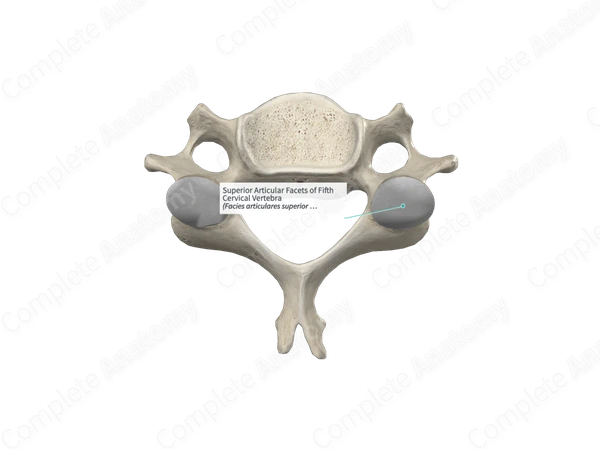 Superior Articular Facets of Fifth Cervical Vertebra | Complete Anatomy