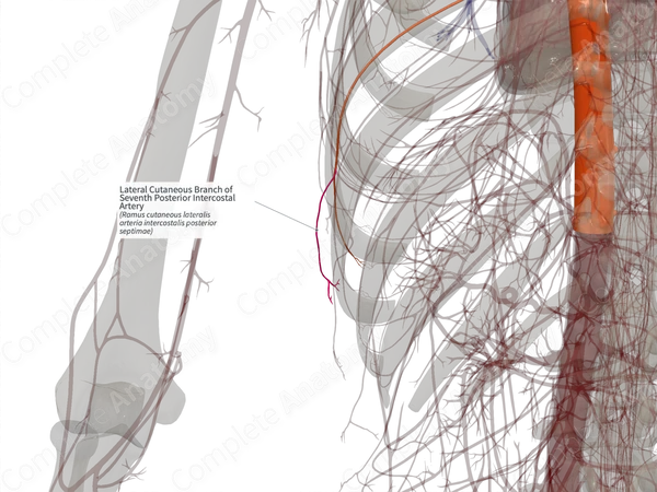Lateral Cutaneous Branch of Seventh Posterior Intercostal Artery (Right ...
