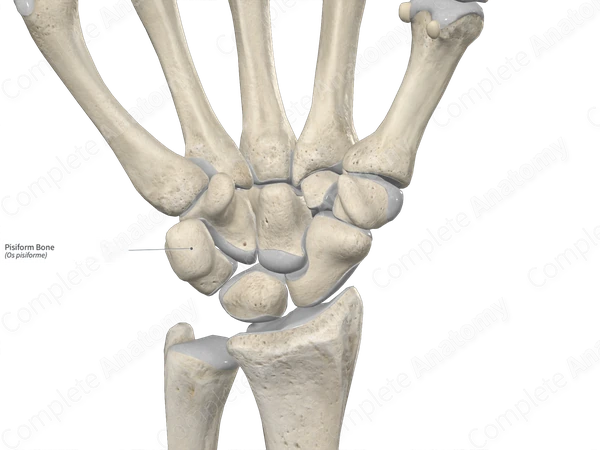 Pisiform Bone | Complete Anatomy
