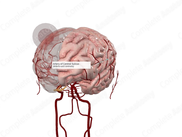 Artery of Central Sulcus | Complete Anatomy