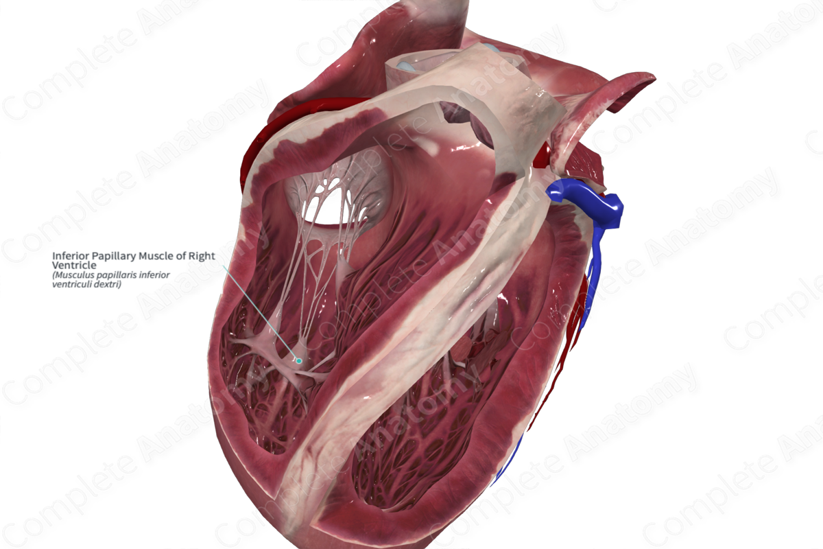 Inferior Papillary Muscle Of Right Ventricle Complete Anatomy