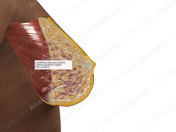 Lactiferous Sinuses (Inferior Lateral Quadrant; Right) | Complete Anatomy