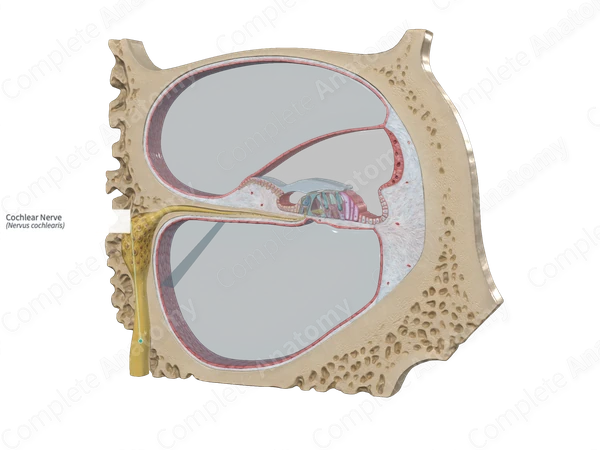 Cochlear Nerve | Complete Anatomy