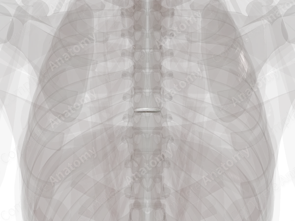 Intervertebral Disc (T7-T8) | Complete Anatomy