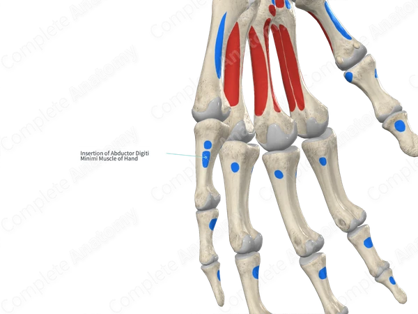 Insertion of Abductor Digiti Minimi Muscle of Hand | Complete Anatomy