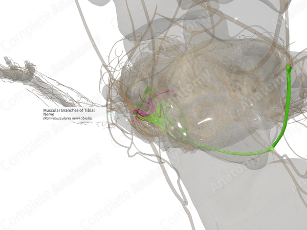 Muscular Branches of Tibial Nerve (Left) | Complete Anatomy