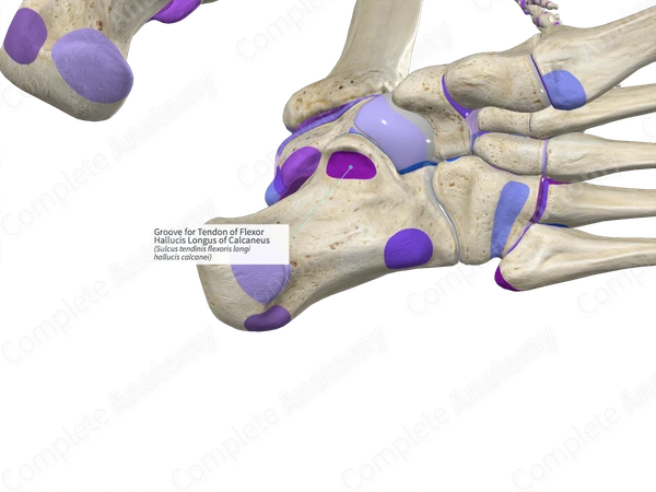 Groove for Tendon of Flexor Hallucis Longus of Calcaneus | Complete Anatomy