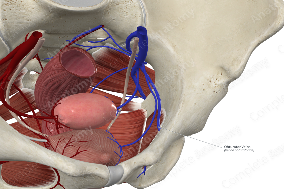 Obturator Veins | Complete Anatomy