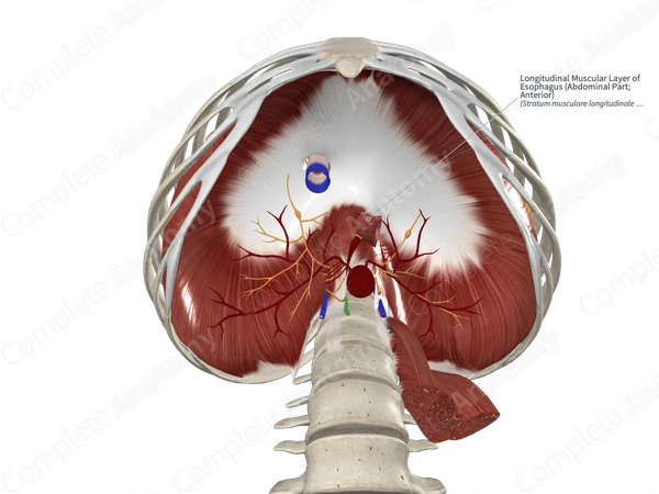 Longitudinal Muscular Layer of Esophagus (Abdominal Part; Anterior ...