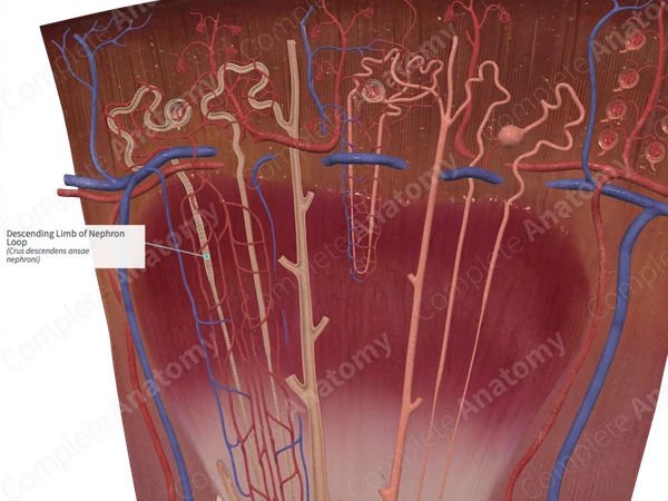 Descending Limb of Nephron Loop | Complete Anatomy