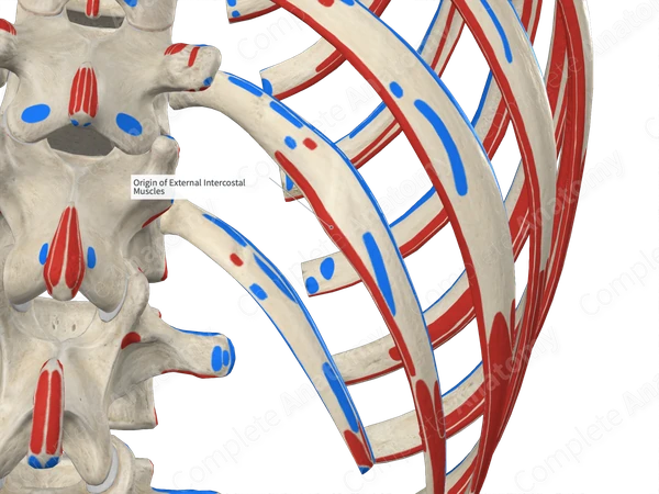 Origin of External Intercostal Muscles | Complete Anatomy