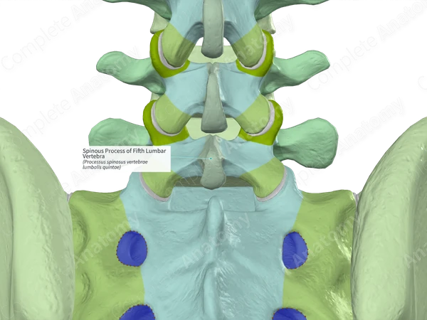 Spinous Process of Fifth Lumbar Vertebra | Complete Anatomy