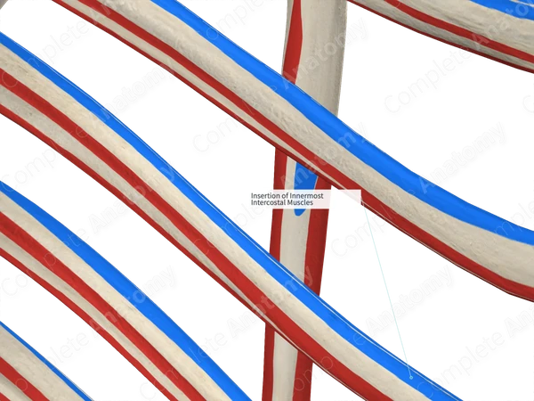 Insertion of Innermost Intercostal Muscles | Complete Anatomy