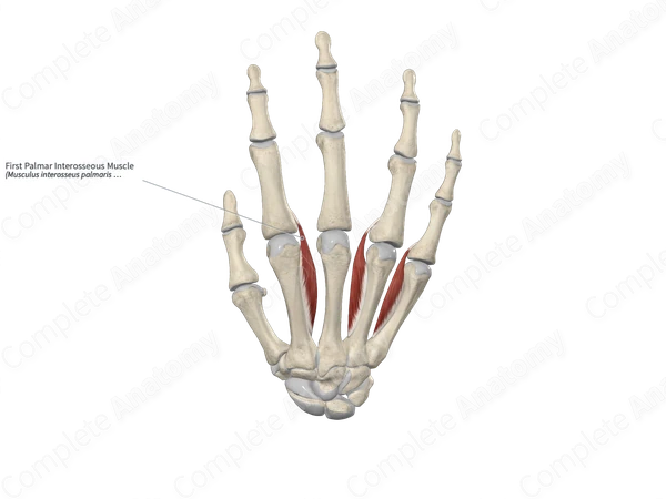 First Palmar Interosseous Muscle | Complete Anatomy