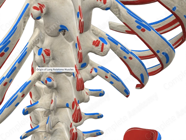 Origin of Long Rotatores Muscles | Complete Anatomy