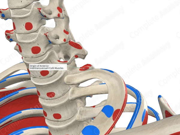 Origin of Anterior Intertransversarii Colli Muscles | Complete Anatomy