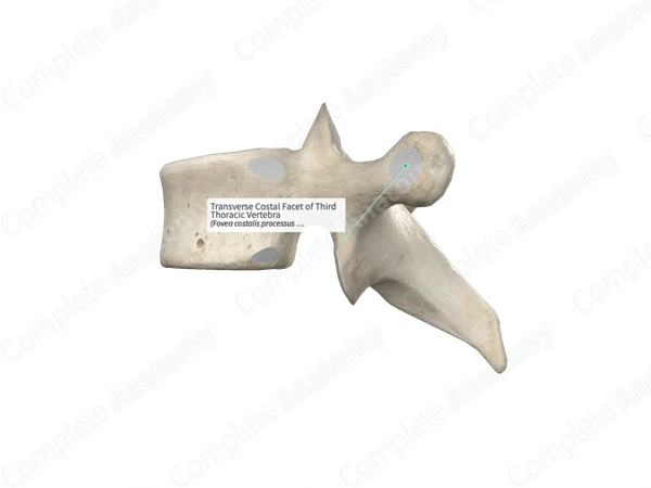 Transverse Costal Facet of Third Thoracic Vertebra | Complete Anatomy