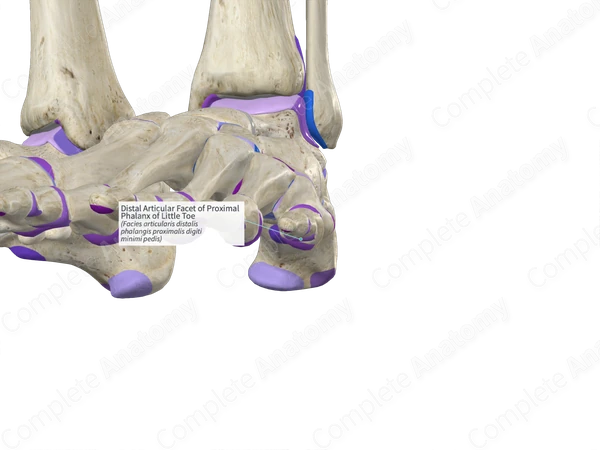 Distal Articular Facet of Proximal Phalanx of Little Toe | Complete Anatomy