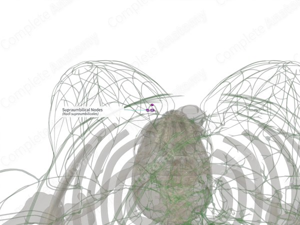 Supraumbilical Nodes (Left) | Complete Anatomy
